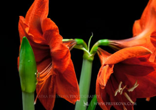 Timelapse : L’éclosion de fleurs